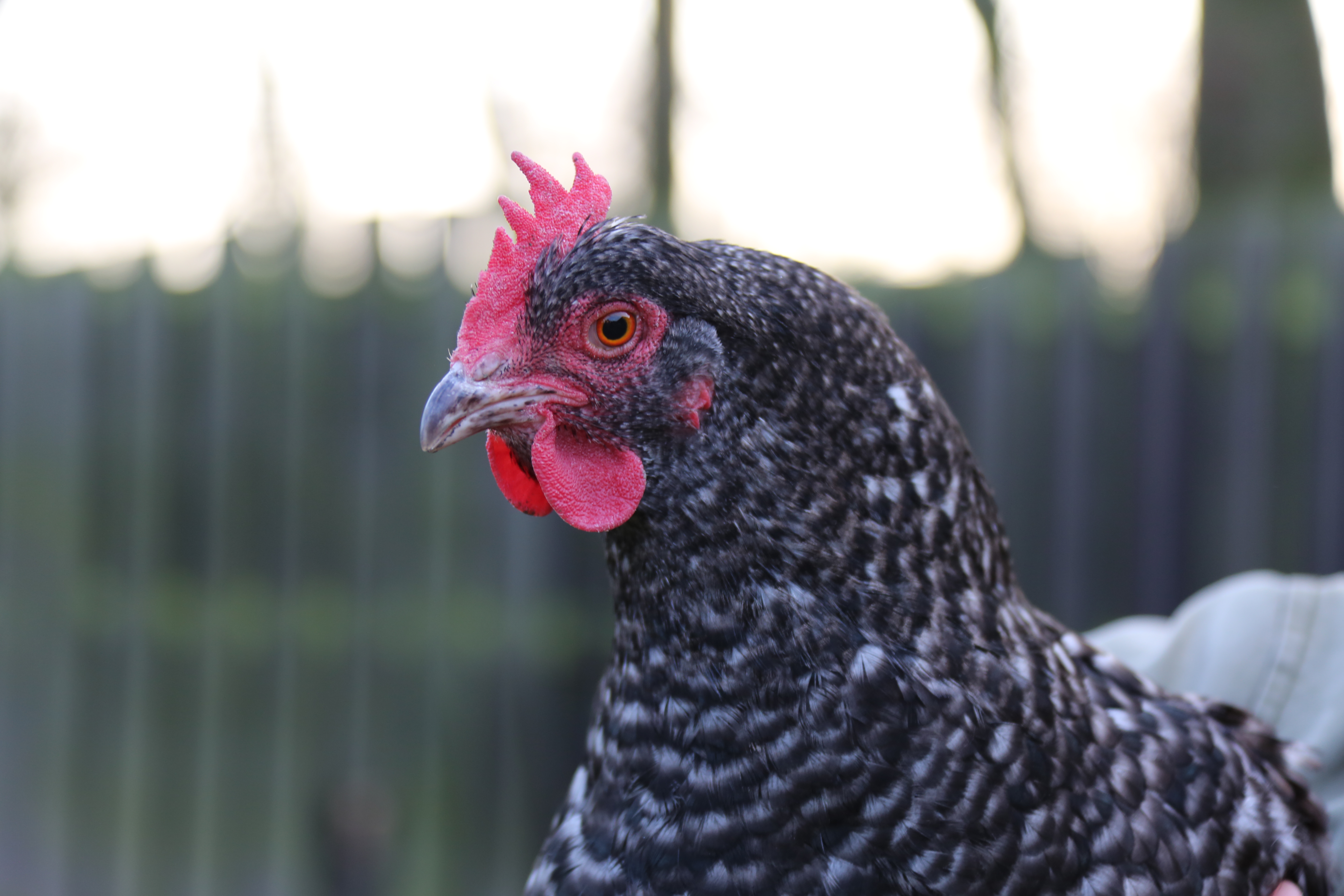 Poule de Marans For Sale | Poules | Informations sur les races | Omlet