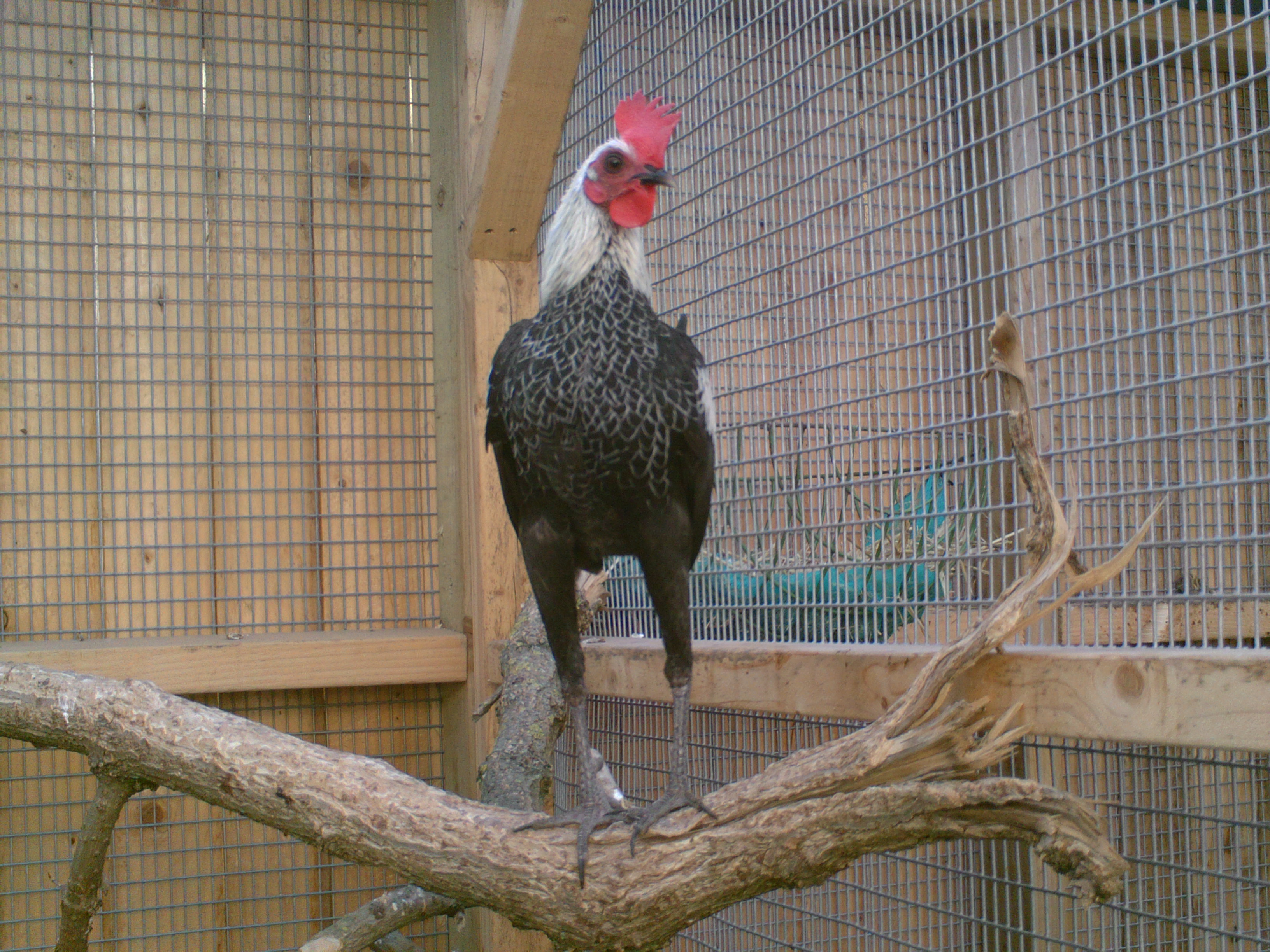 Combattant anglais moderne For Sale | Poules | Informations sur les ...
