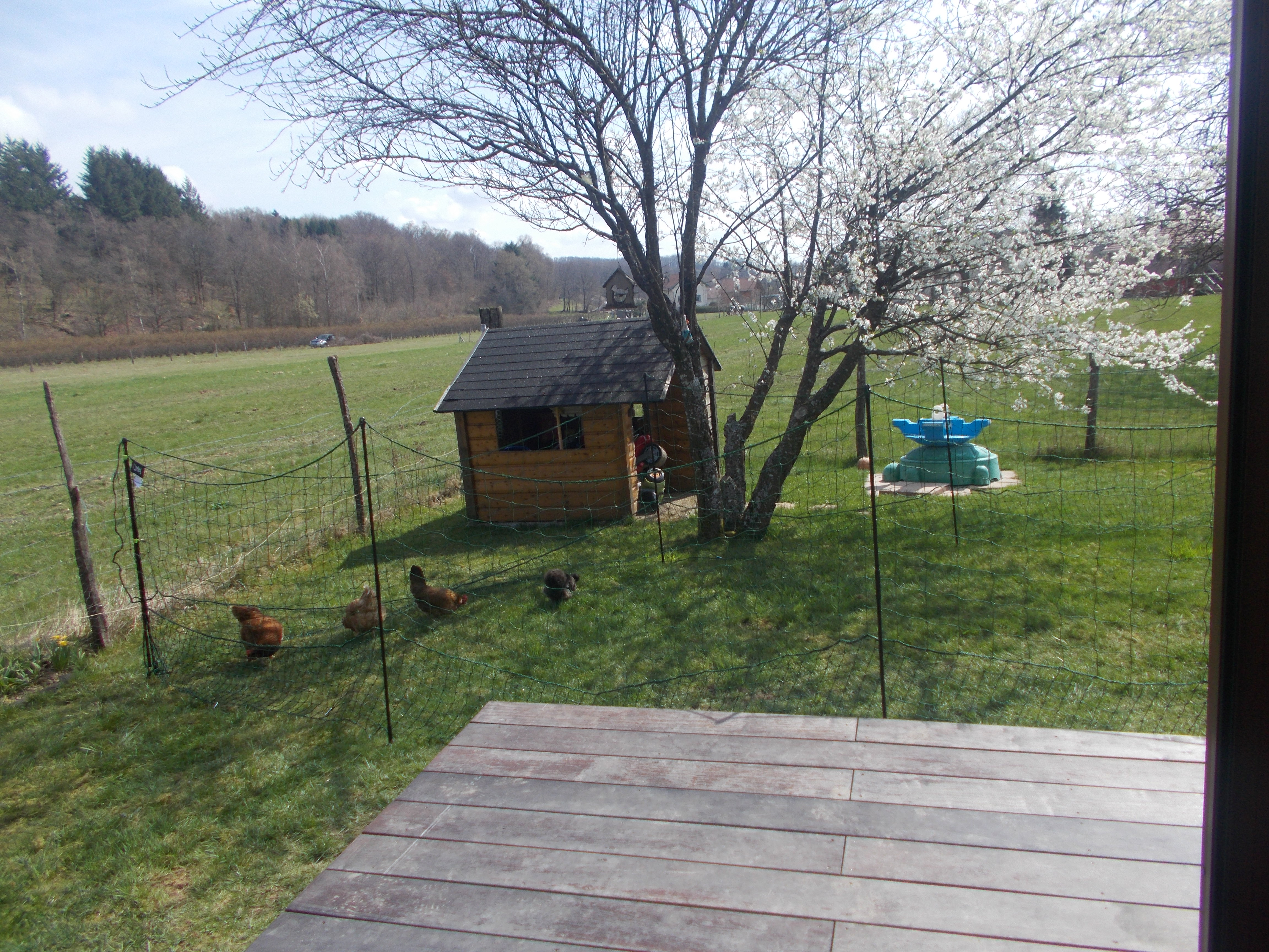 Filet à poule Omlet | Élevage des poules | Omlet