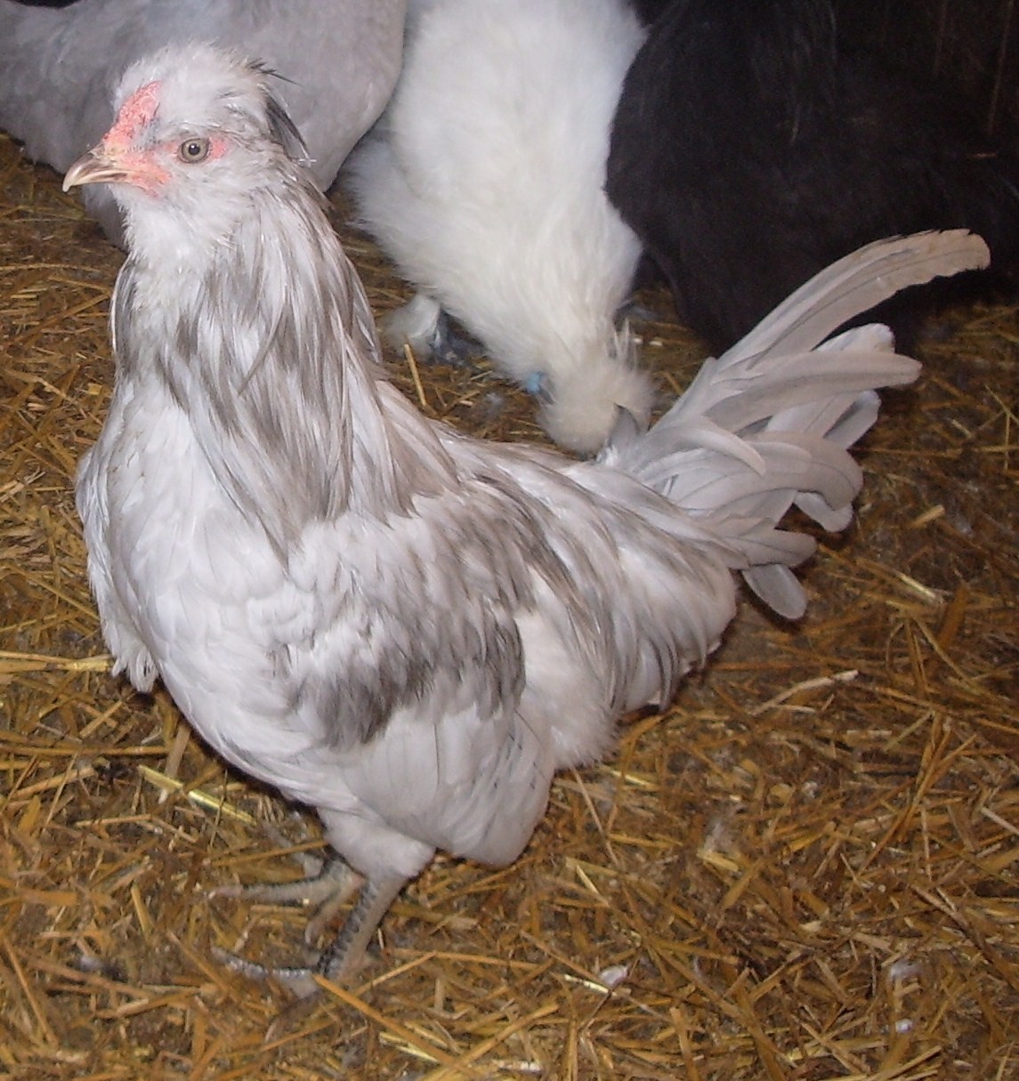 Araucana For Sale | Poules | Informations sur les races | Omlet