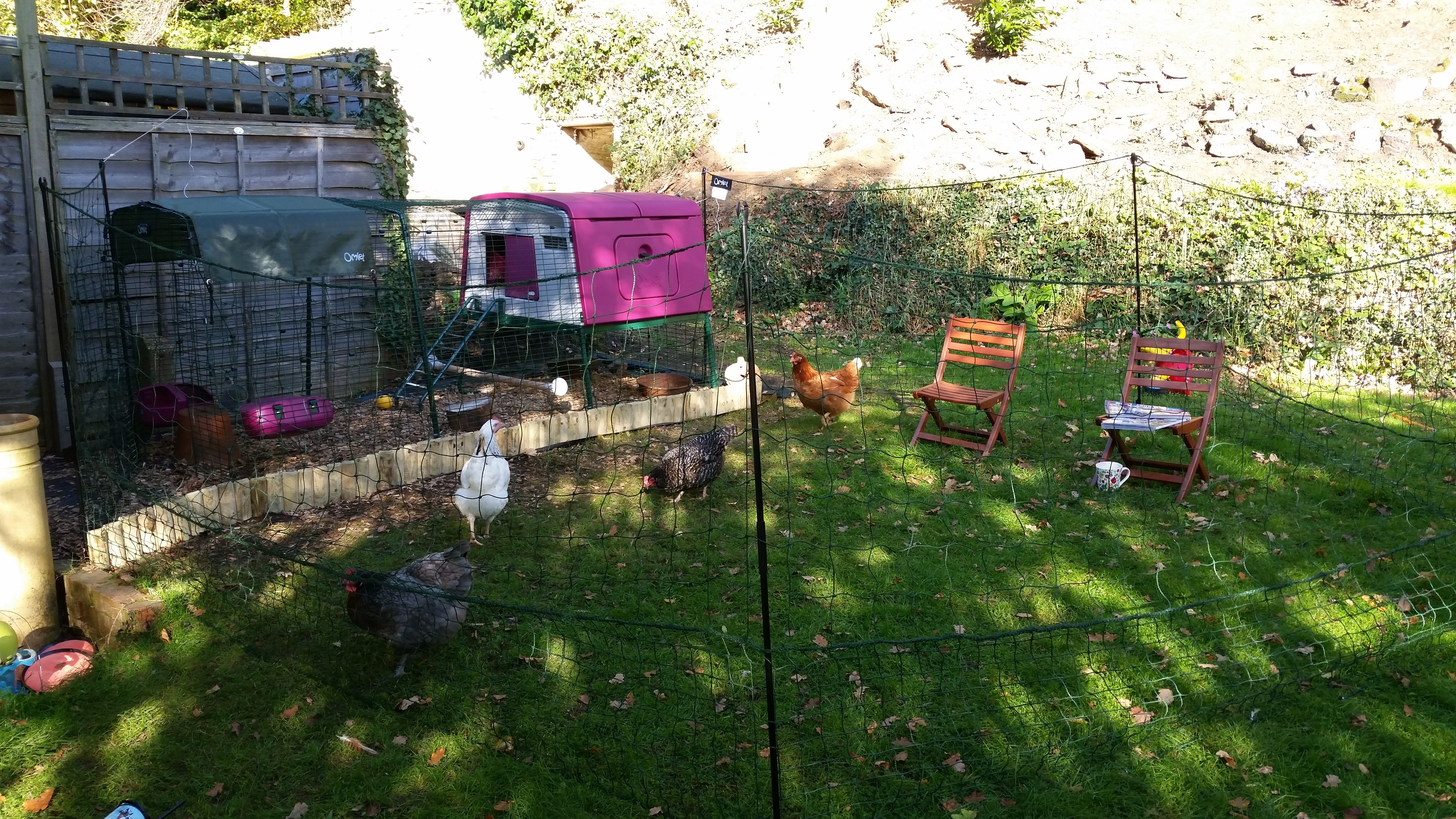 Filet à poule Omlet | Élevage des poules | Omlet