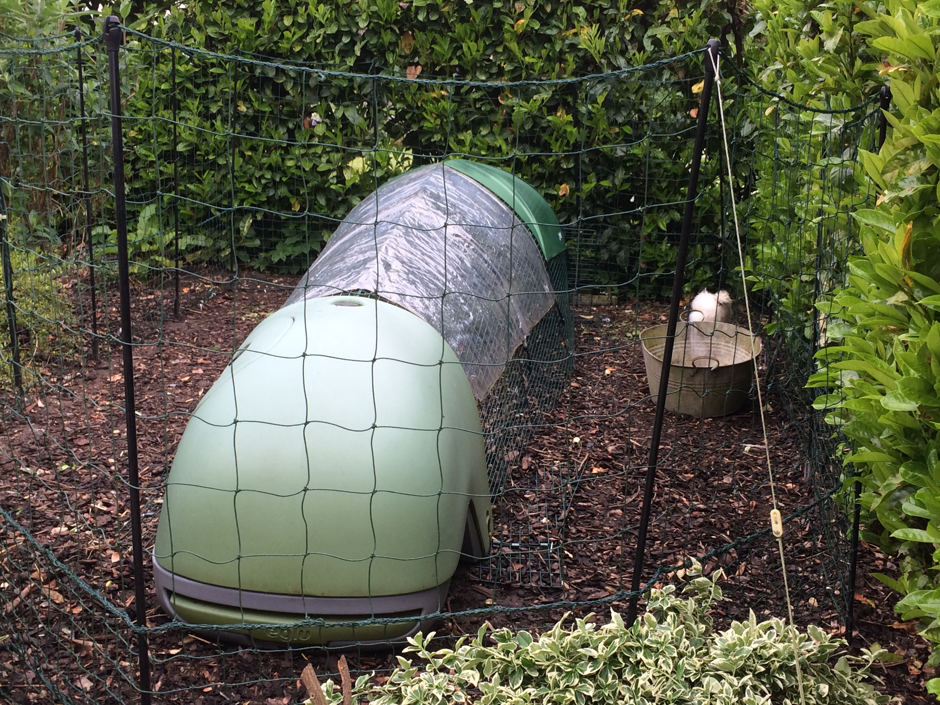 Filet à poule Omlet | Élevage des poules | Omlet