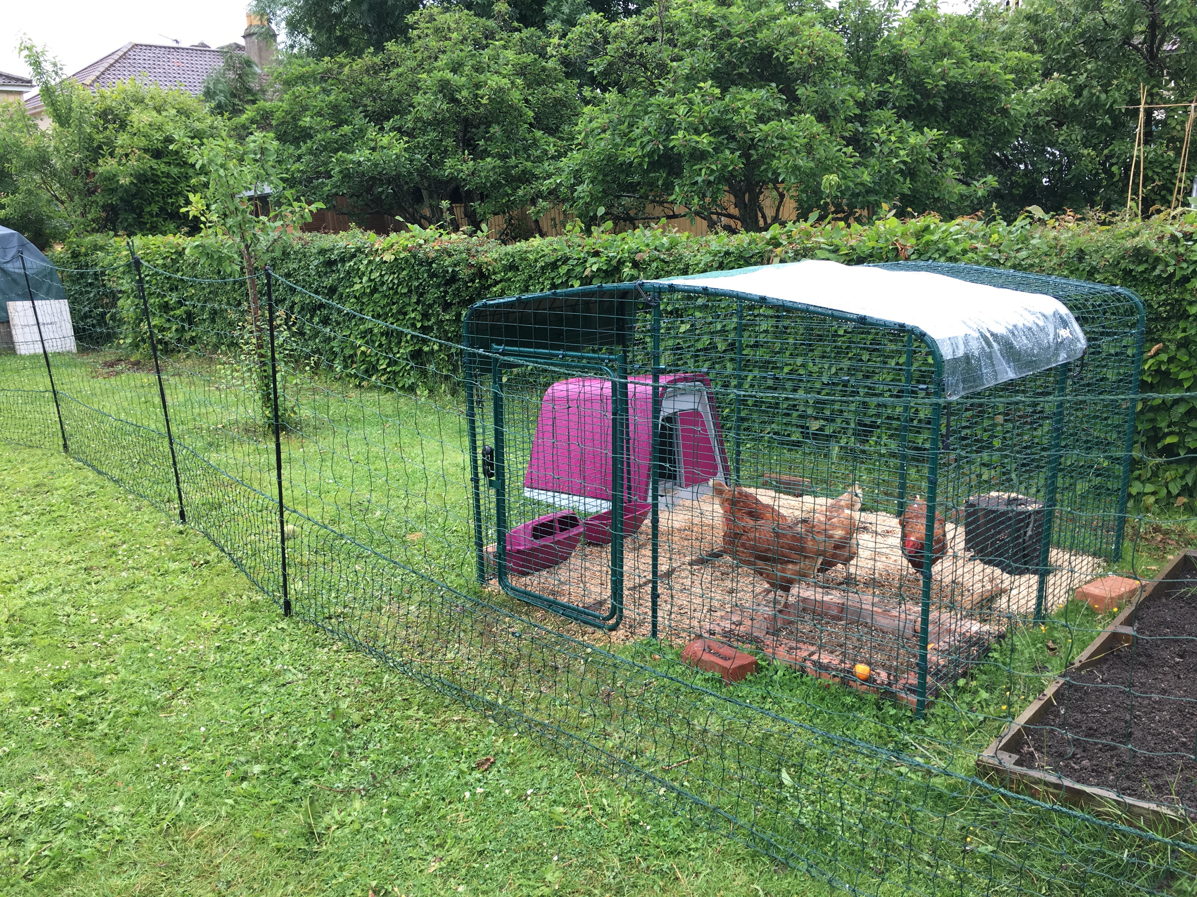 Filet à poules Omlet | Elevage des poules | Omlet