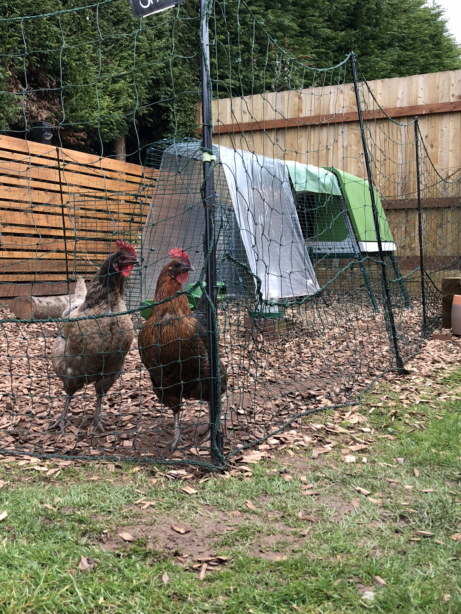 Filet à poule Omlet | Élevage des poules | Omlet