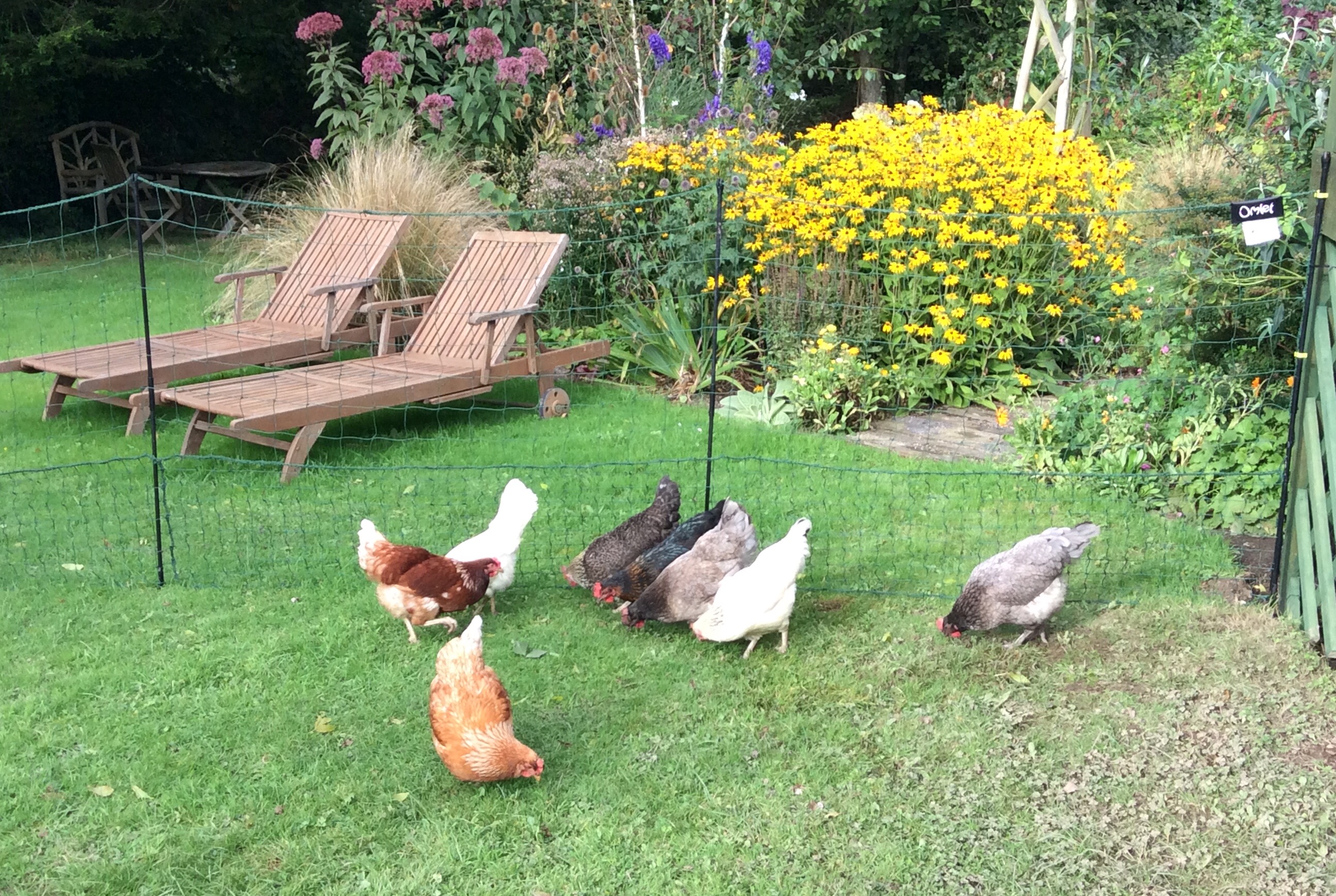 Filet à poules Omlet | Elevage des poules | omlet