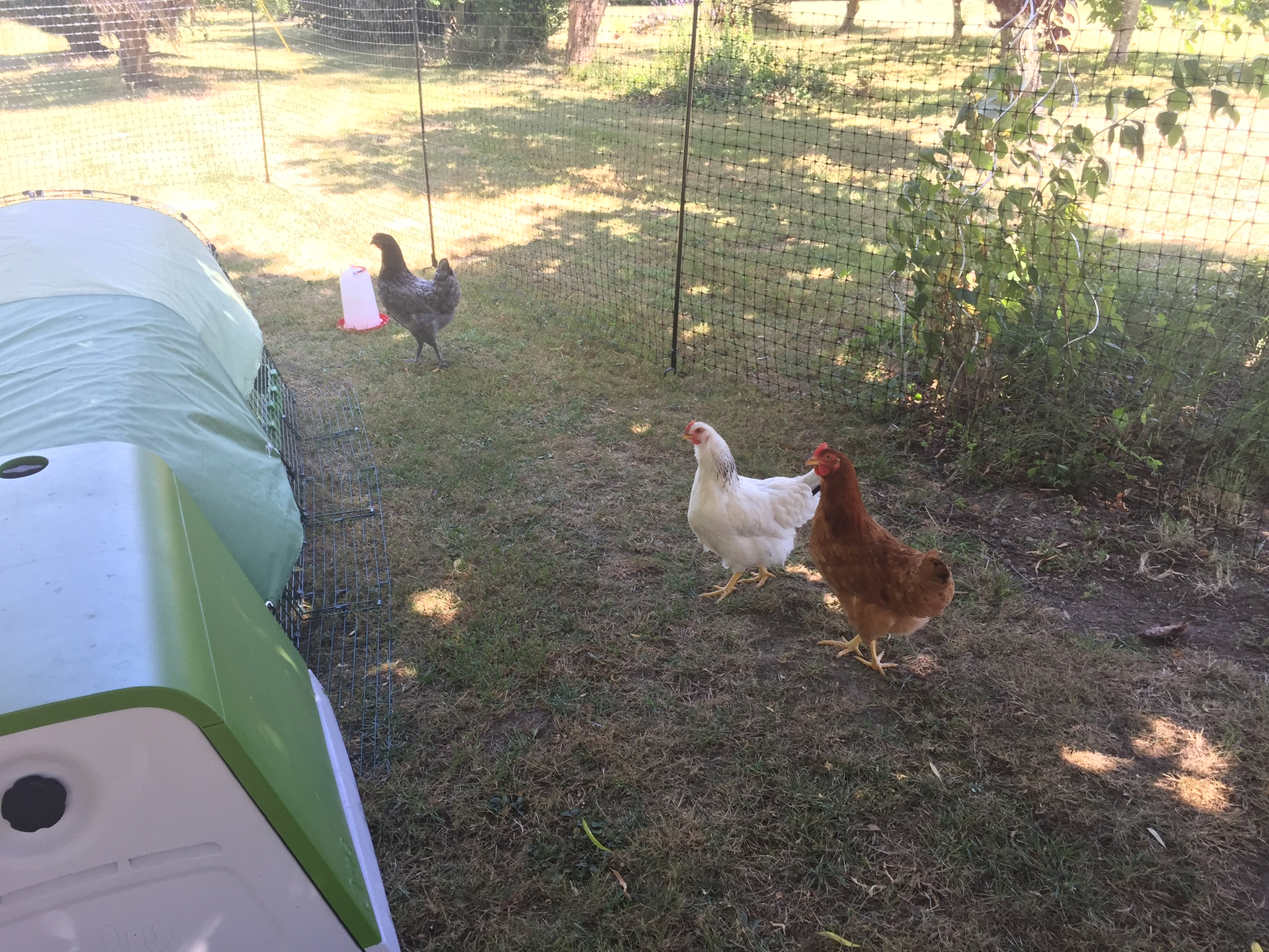 Filet à Poule Omlet | Poulaillers, Grand Enclos, Filet à poules et bien ...