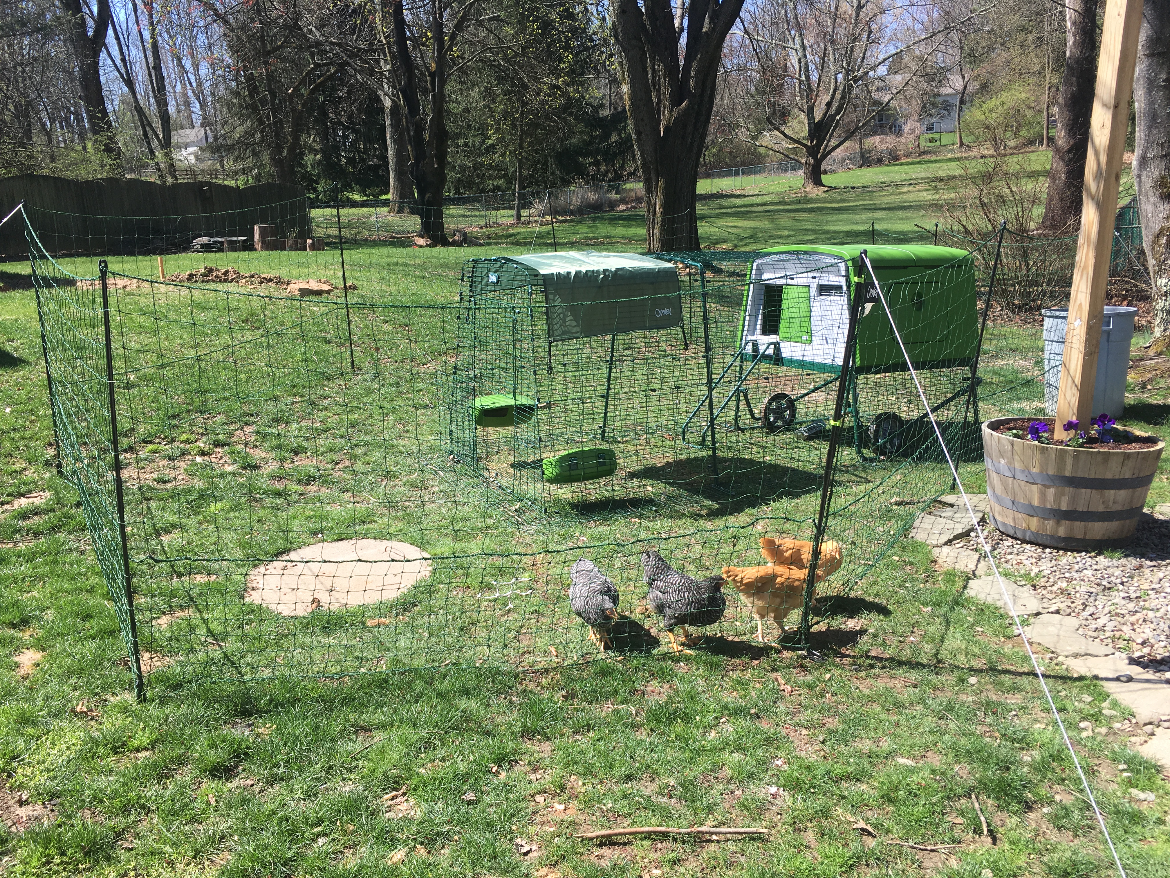 Filet à poule Omlet | Élevage des poules | Omlet