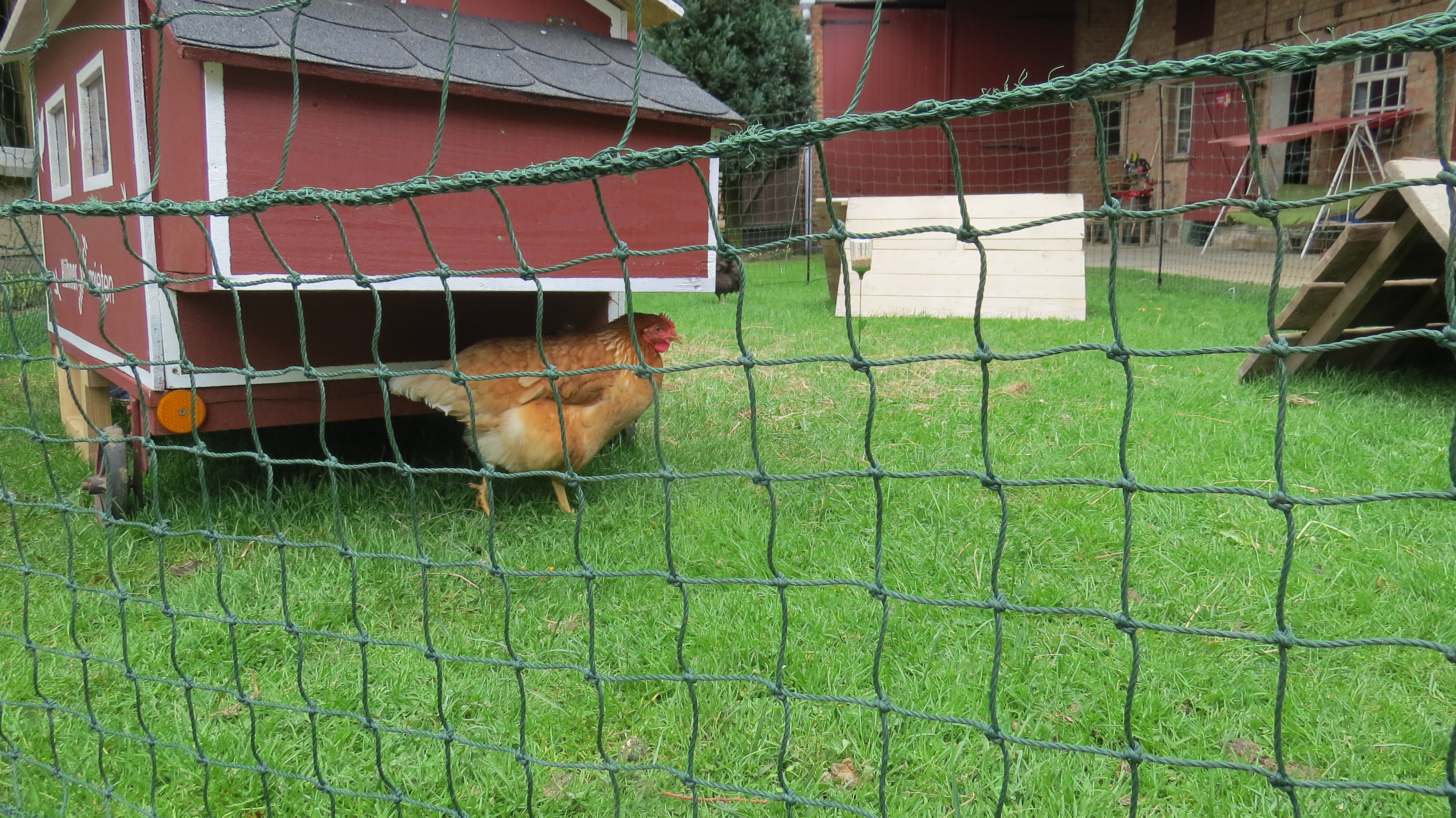 Filet à poule Omlet | Élevage des poules | Omlet