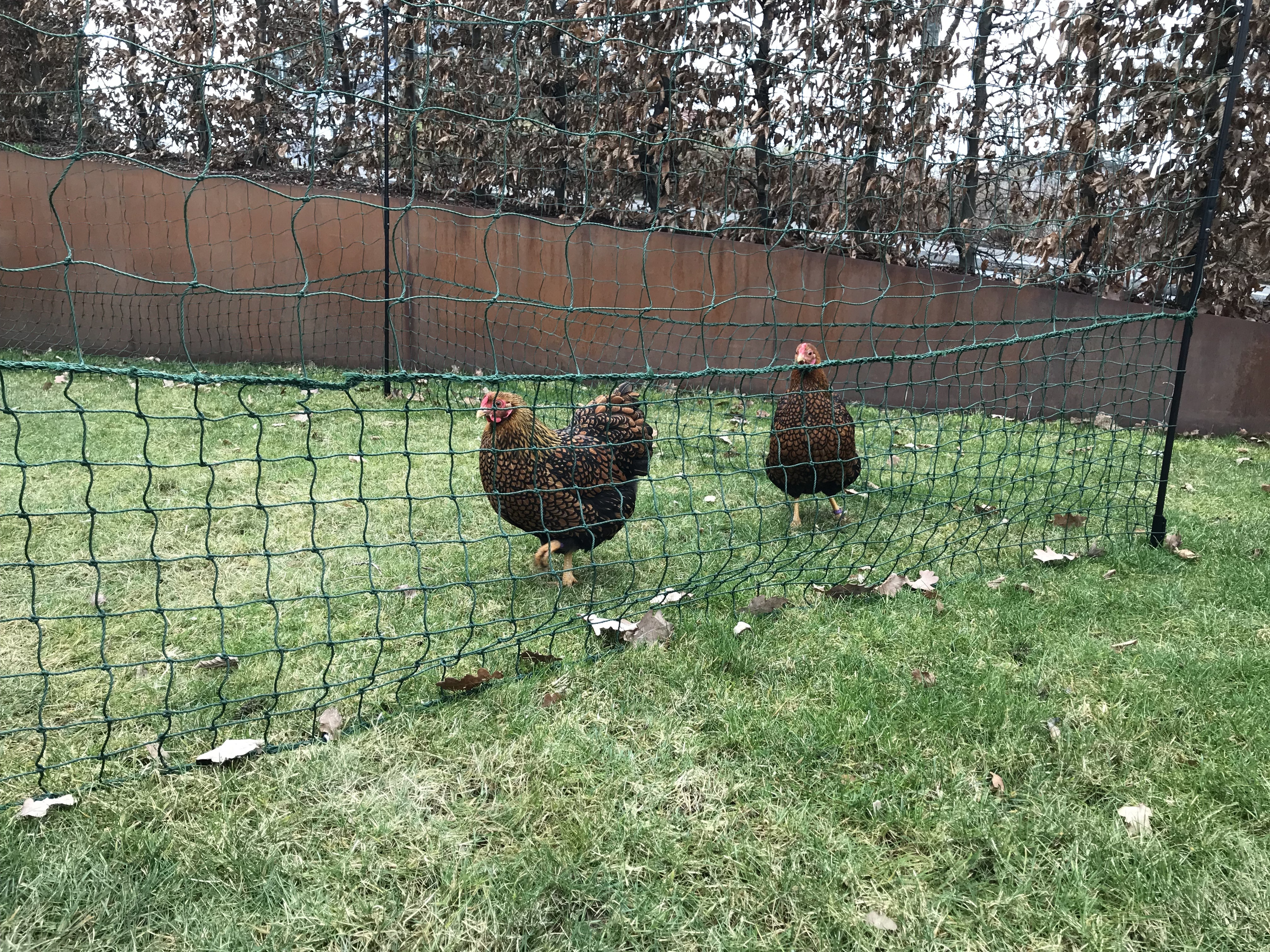 Filet à poule Omlet | Élevage des poules | Omlet