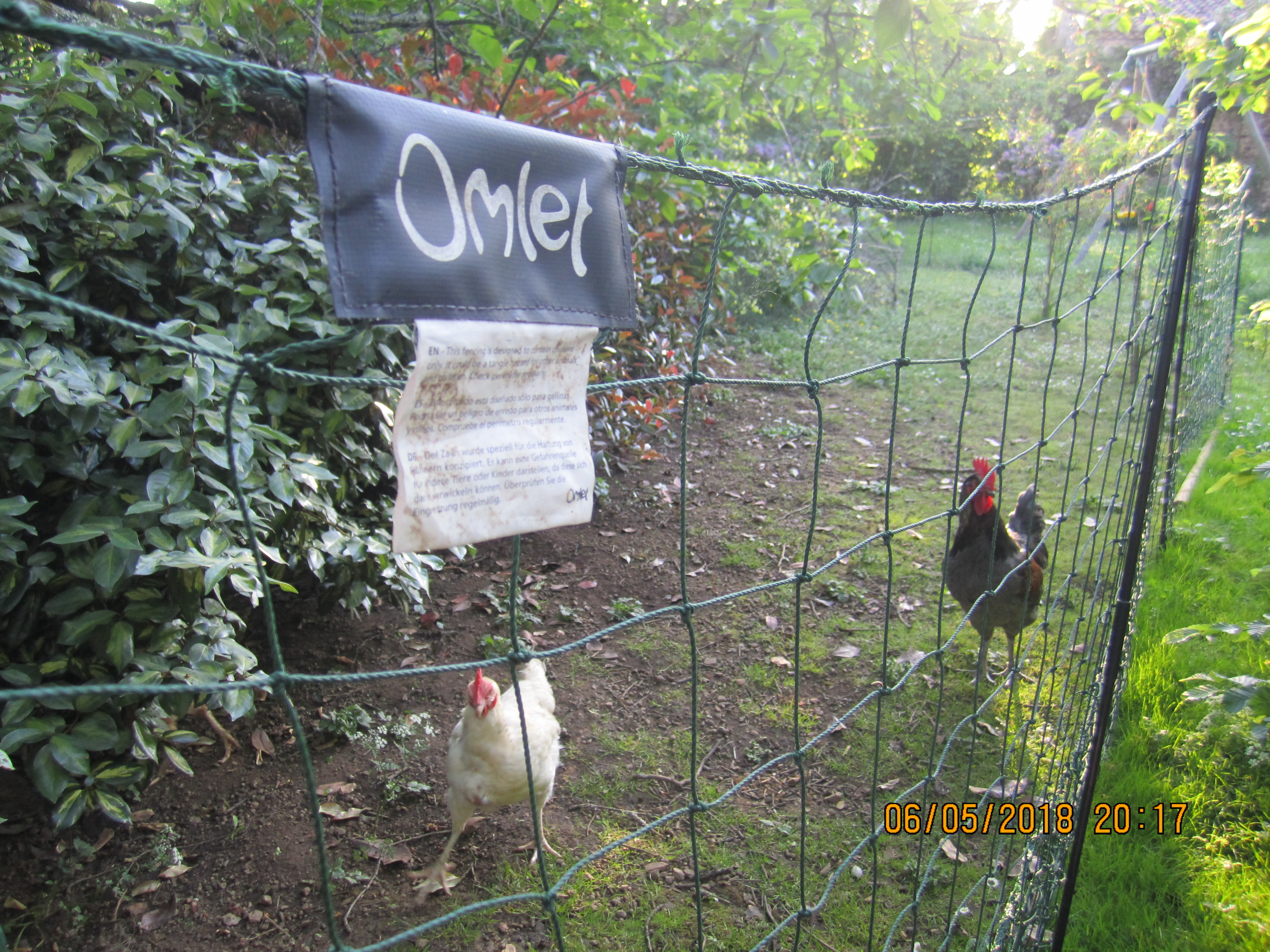 Filet à poule Omlet | Élevage des poules | Omlet