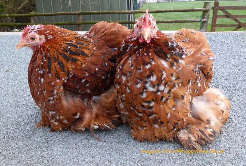 Poule bantam de Pékin For Sale | Poules | Informations sur les races ...