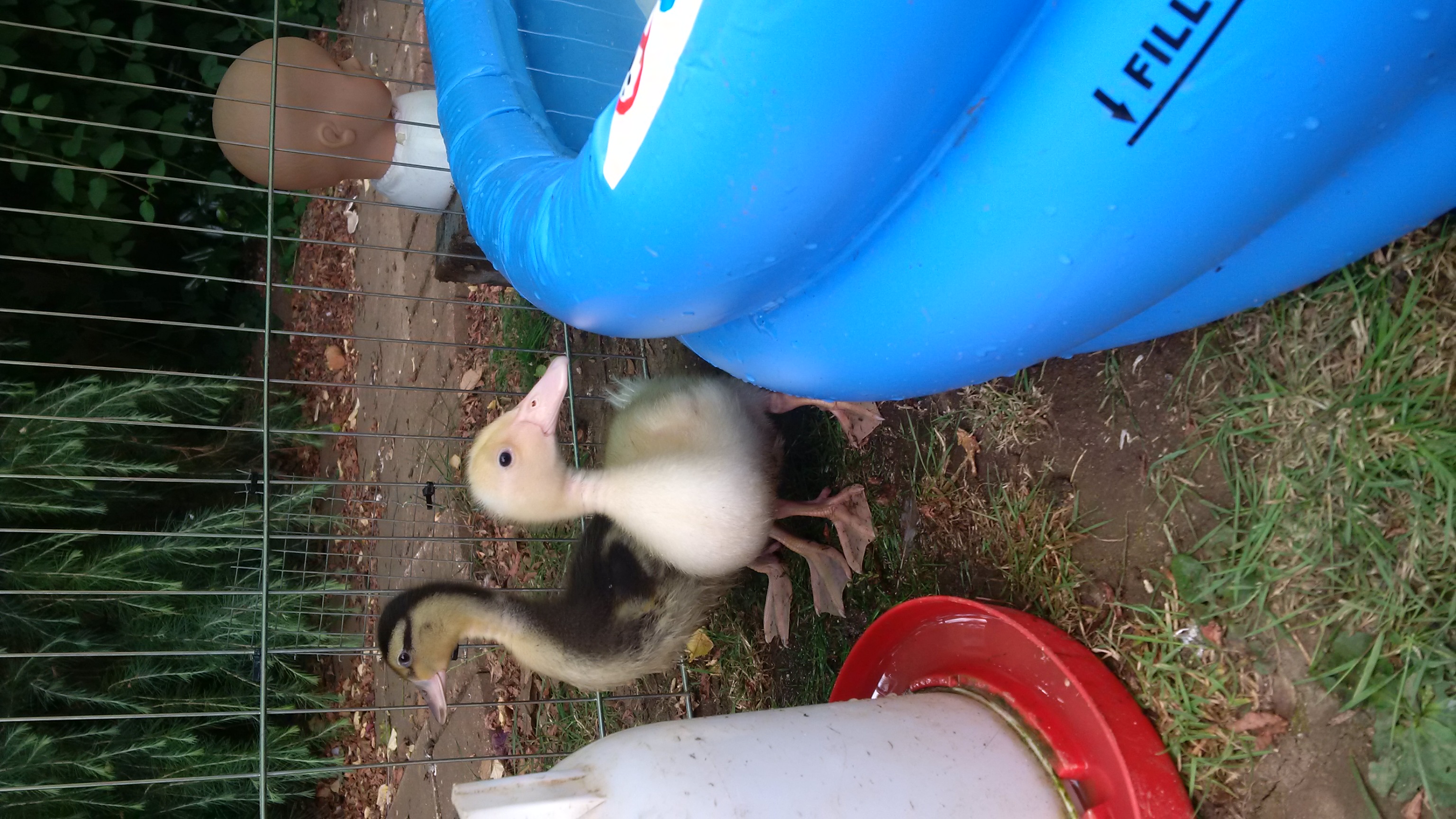 Canard de Pékin | Canards | Informations sur les races | Omlet