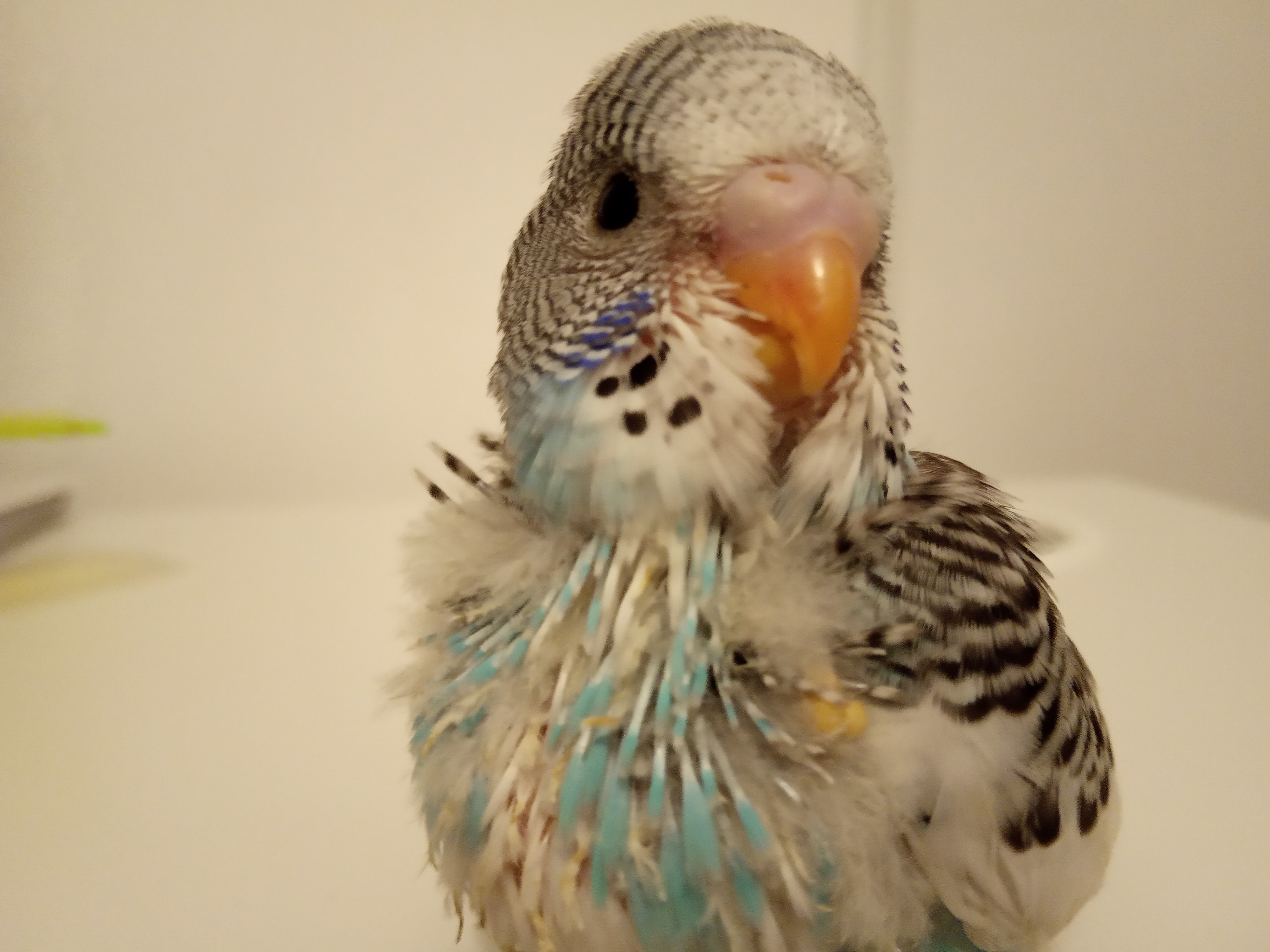 Perruchons | Perruches | Guides | Omlet France