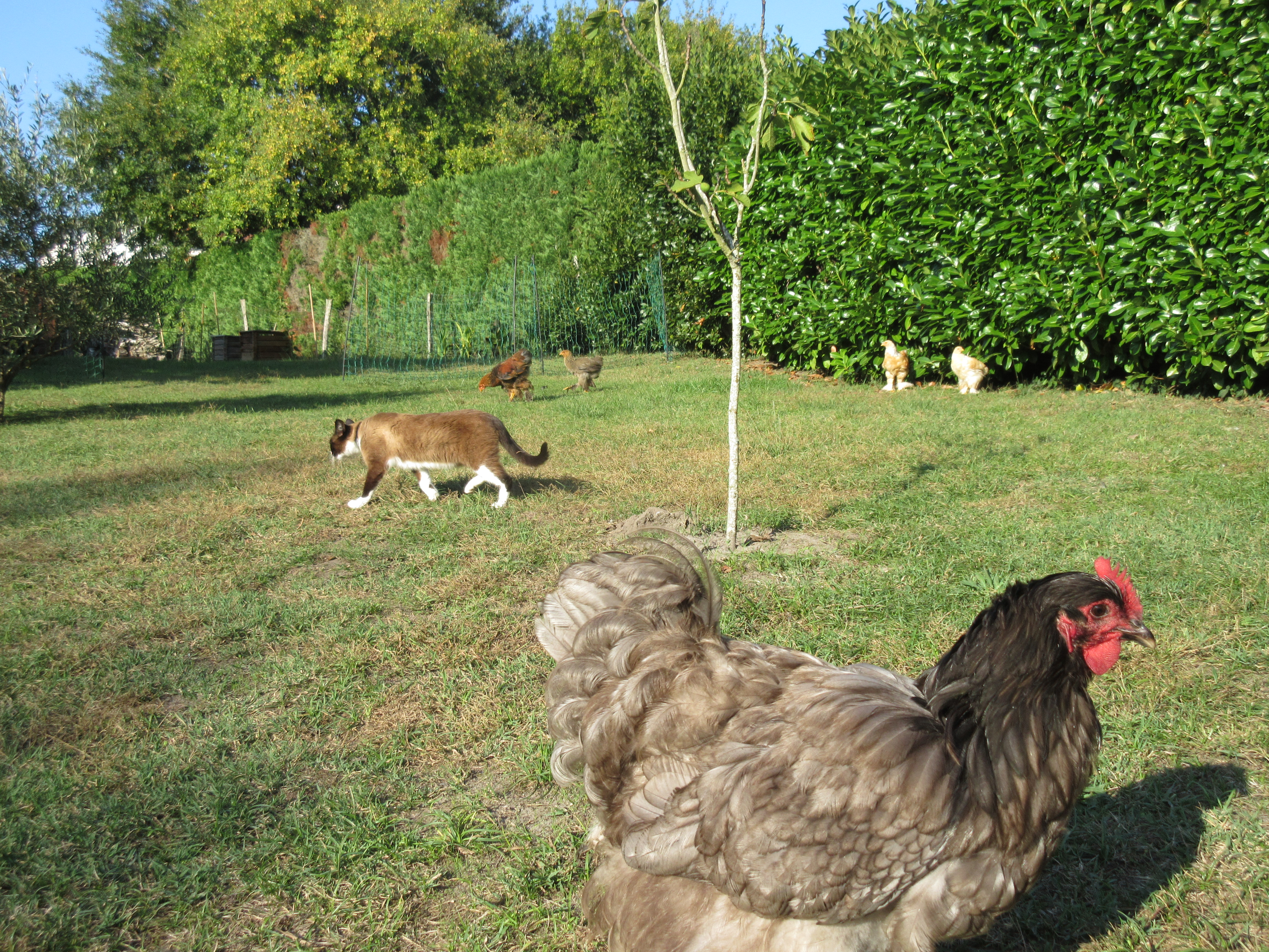 Poules, chats et chiens | A propos des poules | Poules | Guides | Omlet ...