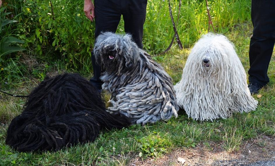 Puli | Chiens | Informations sur les races | Omlet