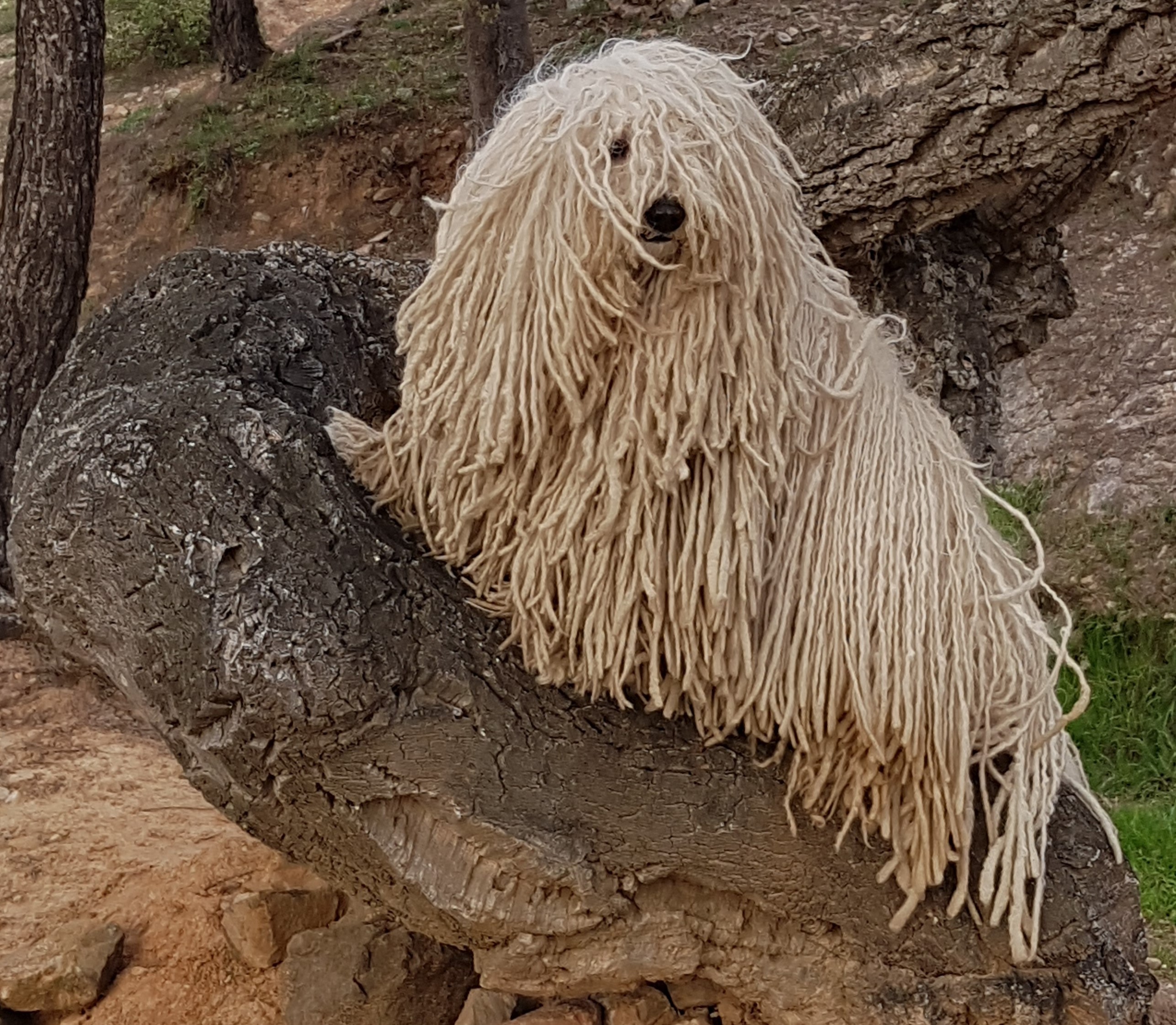 Puli | Chiens | Informations sur les races | Omlet