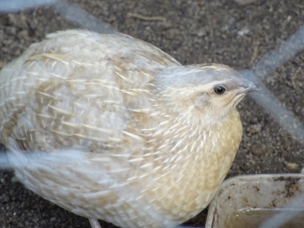 Cailles | Guides | Omlet FRANCE