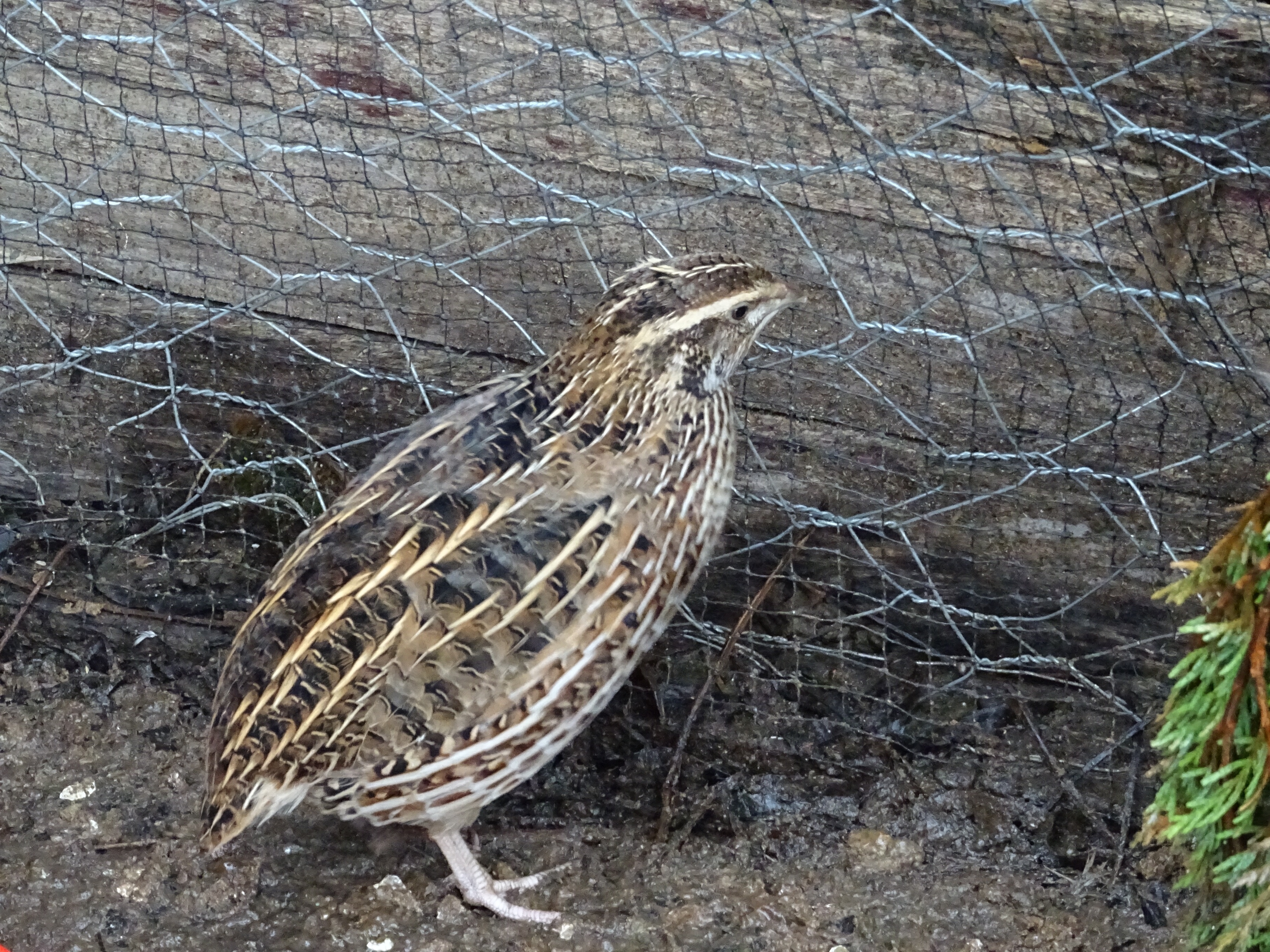 Cailles | Guides | Omlet France