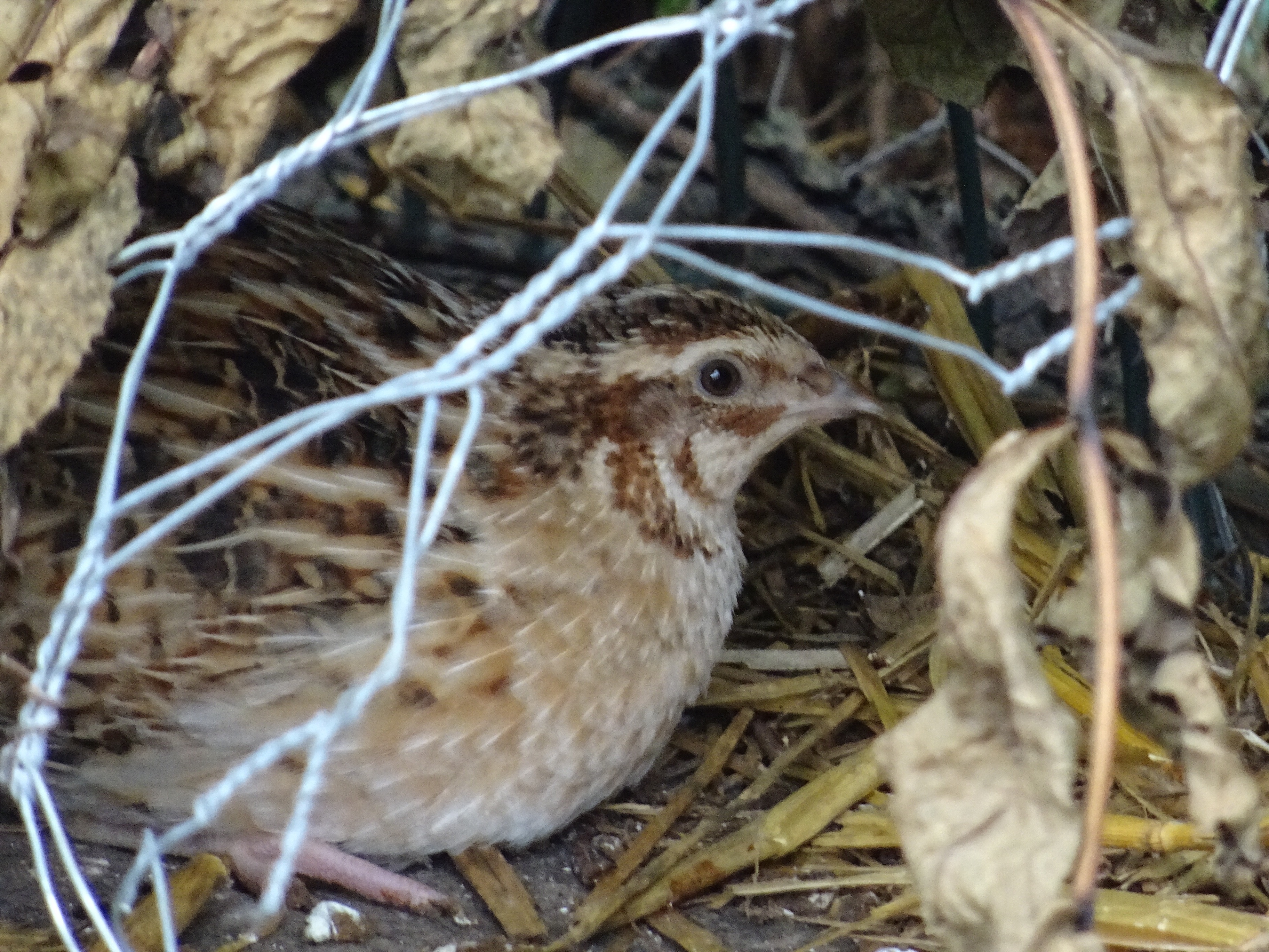 Cailles | Guides | Omlet FRANCE