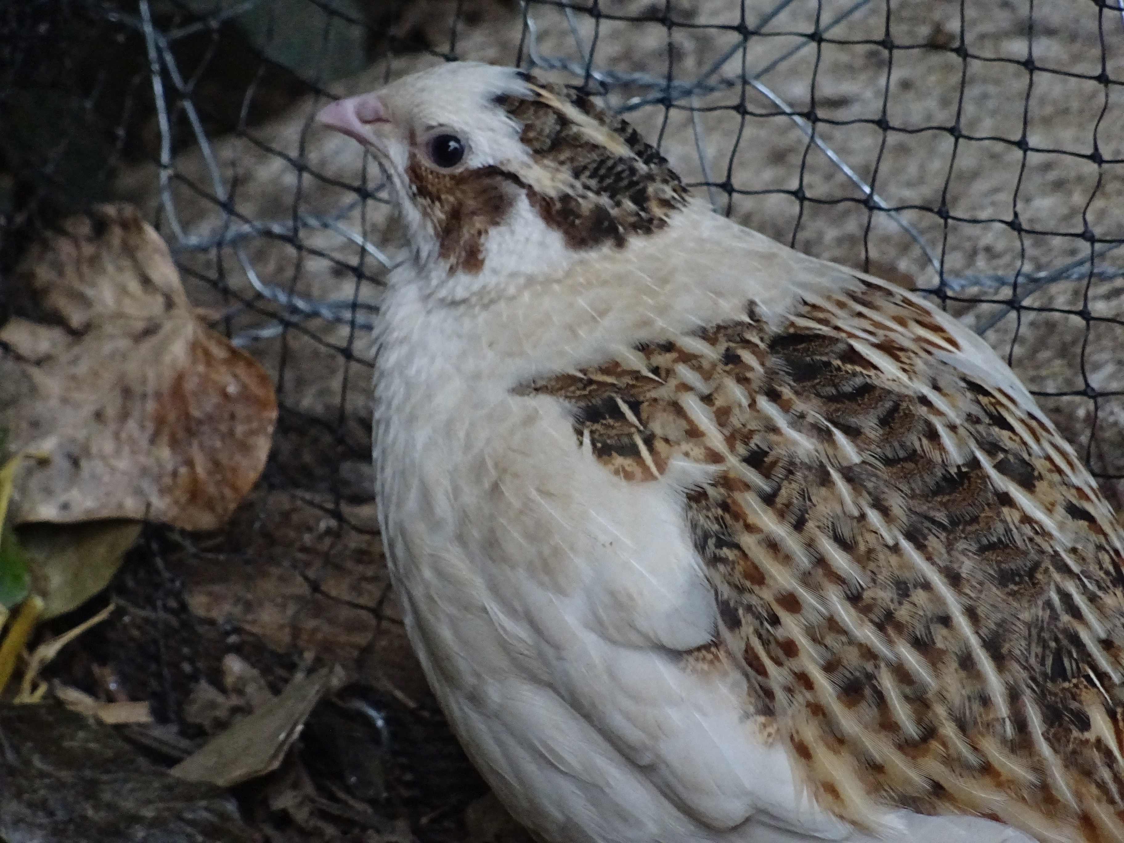 Cailles | Guides | Omlet FRANCE