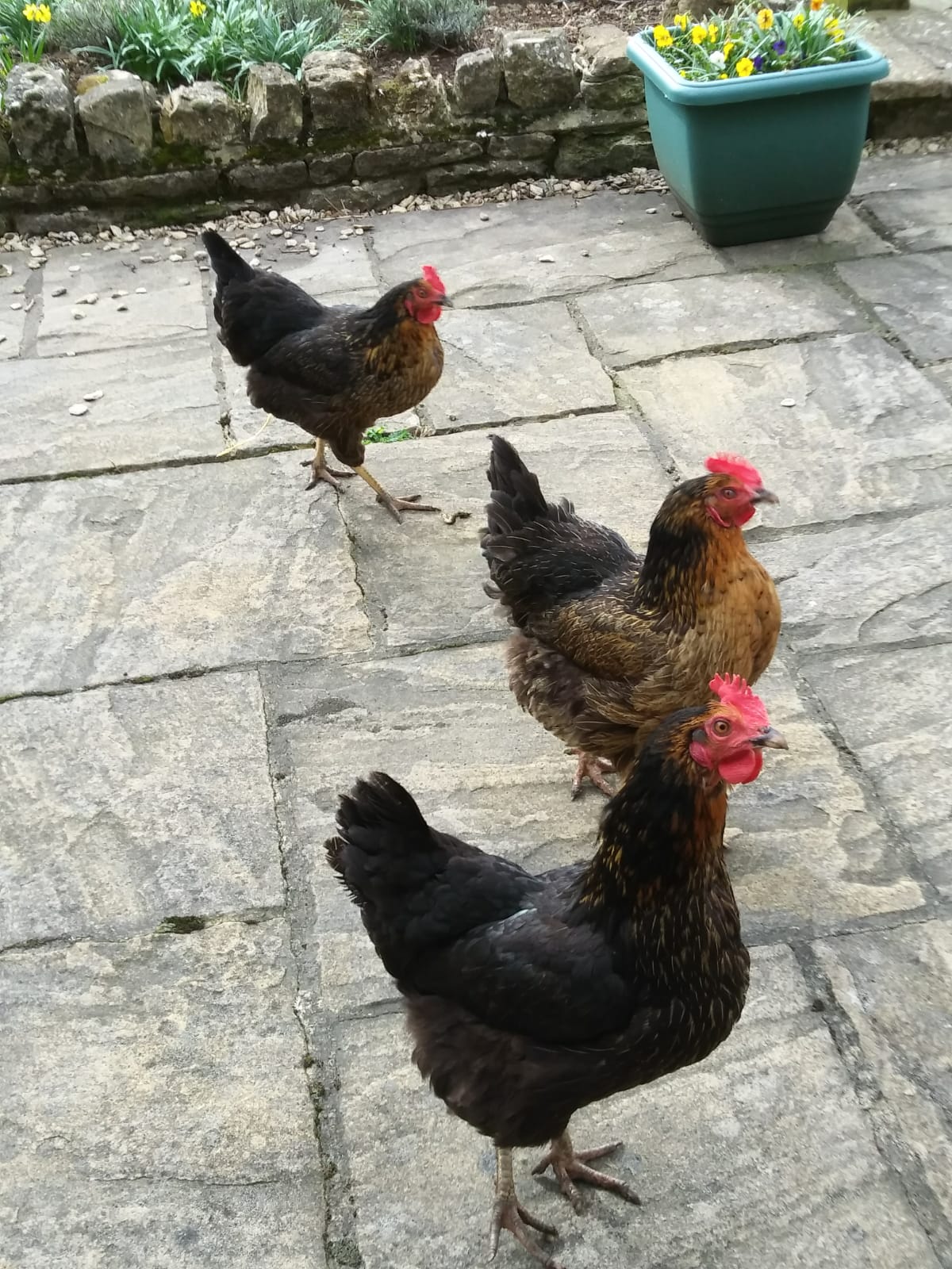 Rhode Island rouge For Sale | Poules | Informations sur les races | Omlet