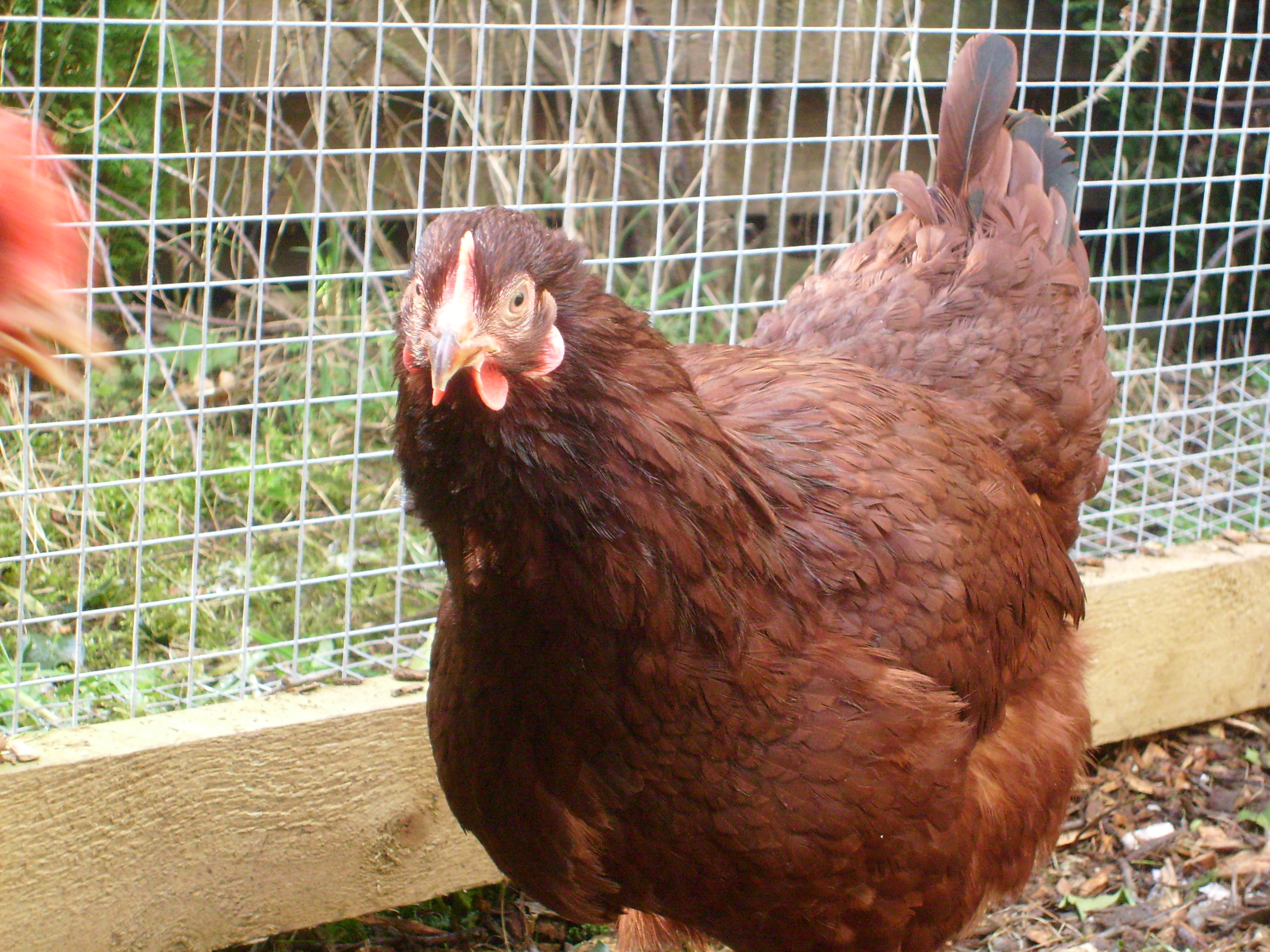 Rhode Island rouge For Sale | Poules | Informations sur les races | Omlet