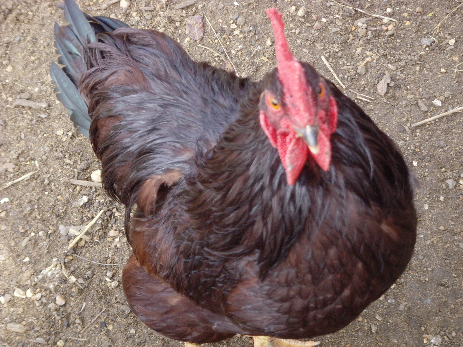 Rhode Island rouge For Sale | Poules | Informations sur les races | Omlet