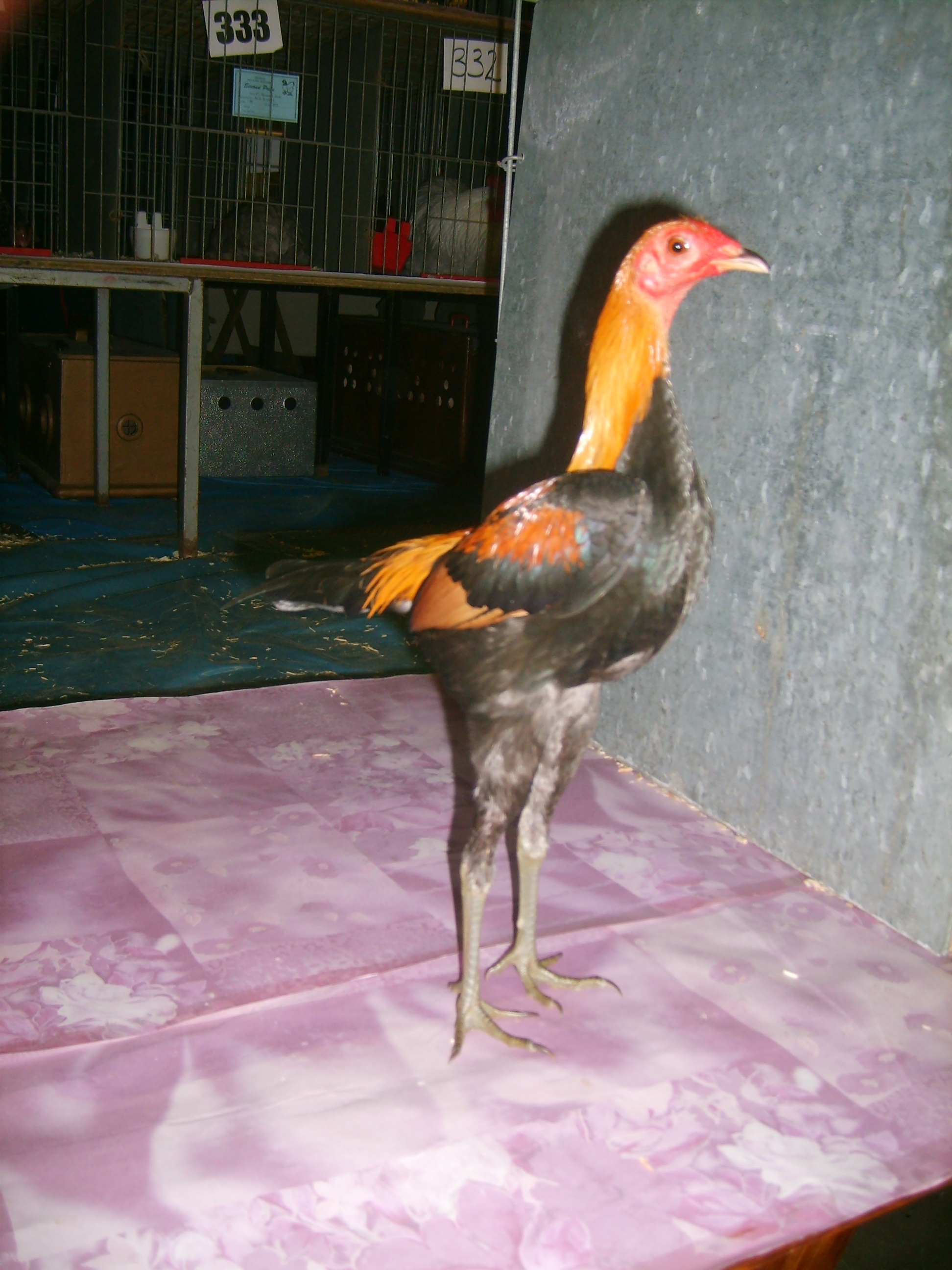 Combattant anglais moderne For Sale | Poules | Informations sur les ...
