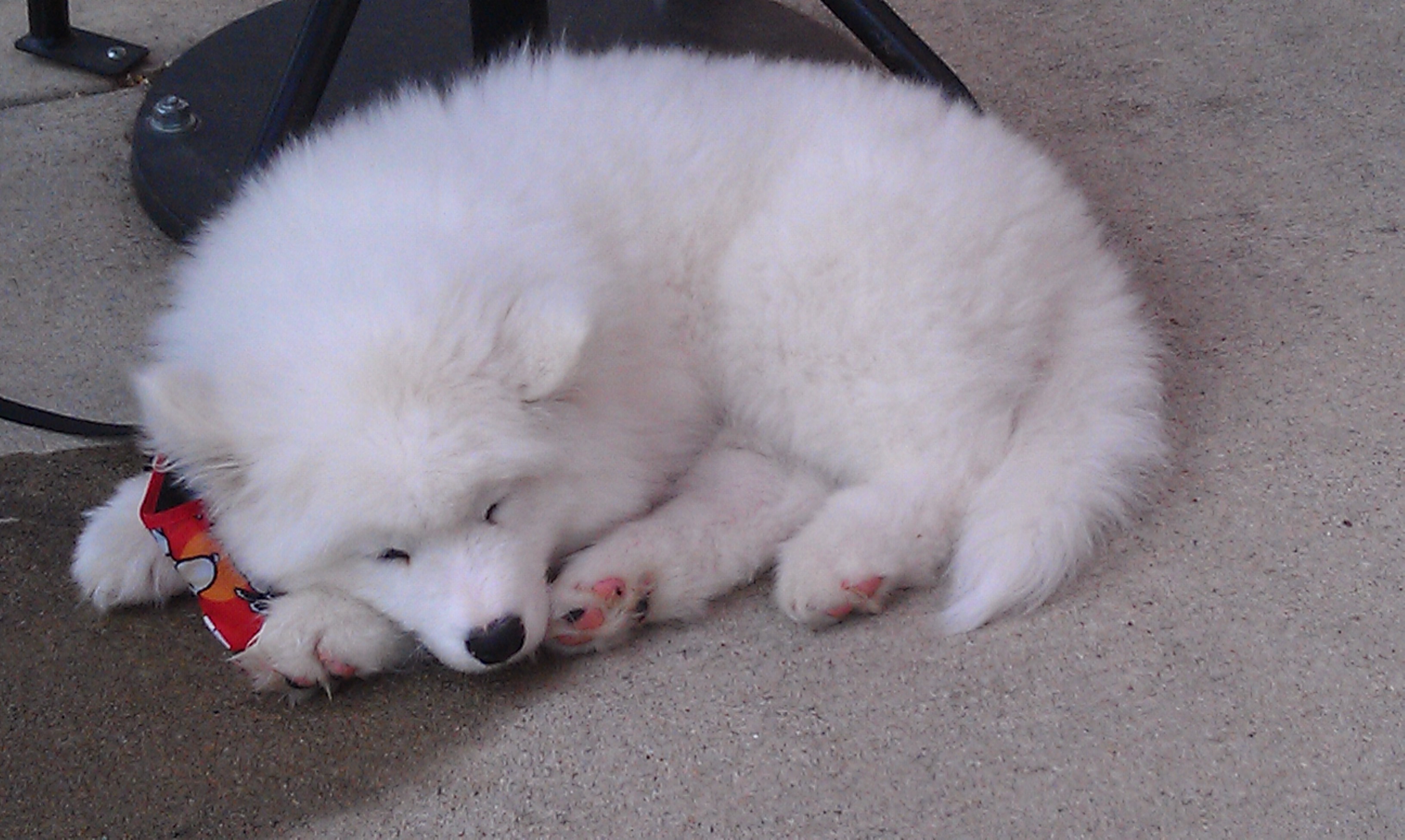 Samoyède | Chiens | Informations sur les races | Omlet