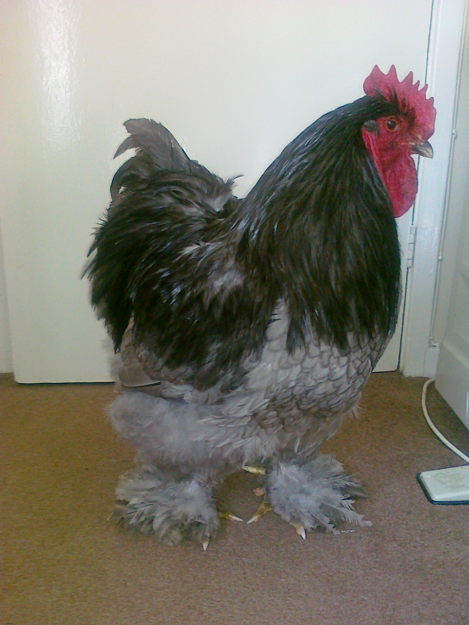 Poule Cochin For Sale | Poules | Informations sur les races | Omlet