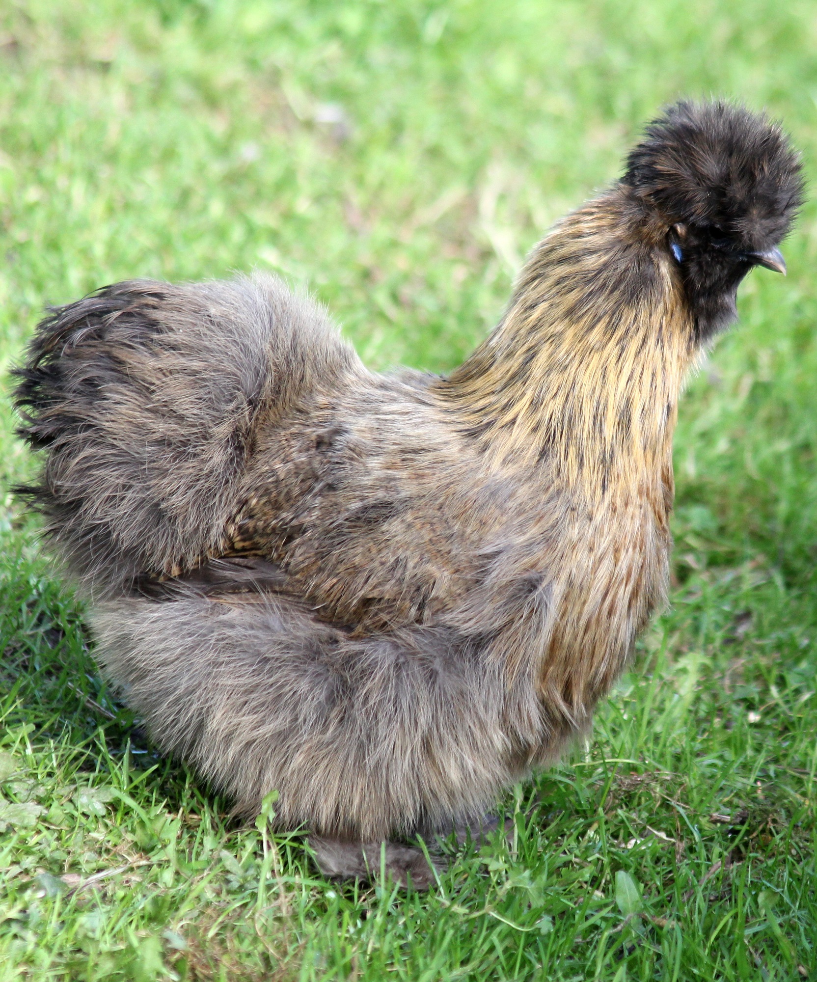 Poule soie For Sale | Poules | Informations sur les races | Omlet