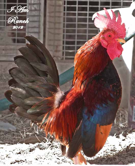 Serama For Sale | Poules | Informations sur les races | Omlet