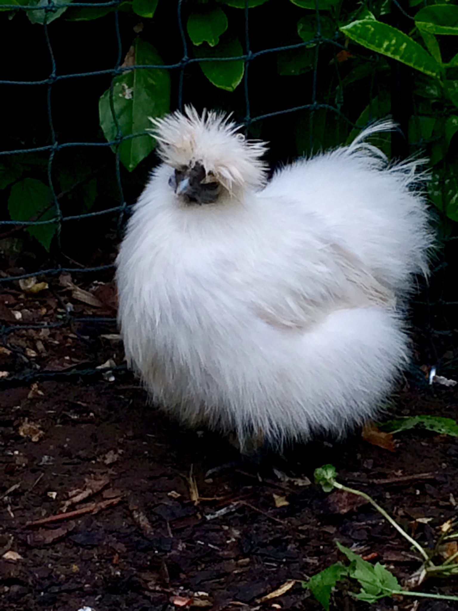 Poule soie For Sale | Poules | Informations sur les races | Omlet