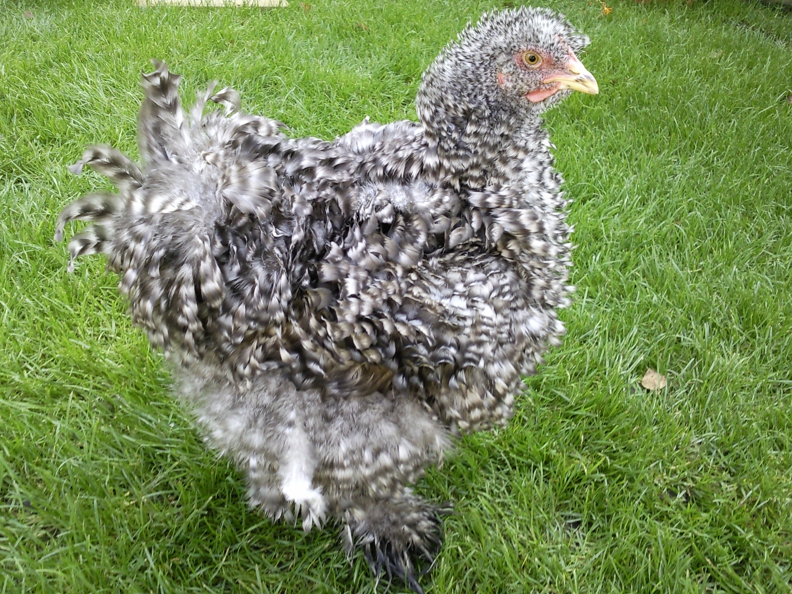 Poule Cochin For Sale | Poules | Informations sur les races | Omlet