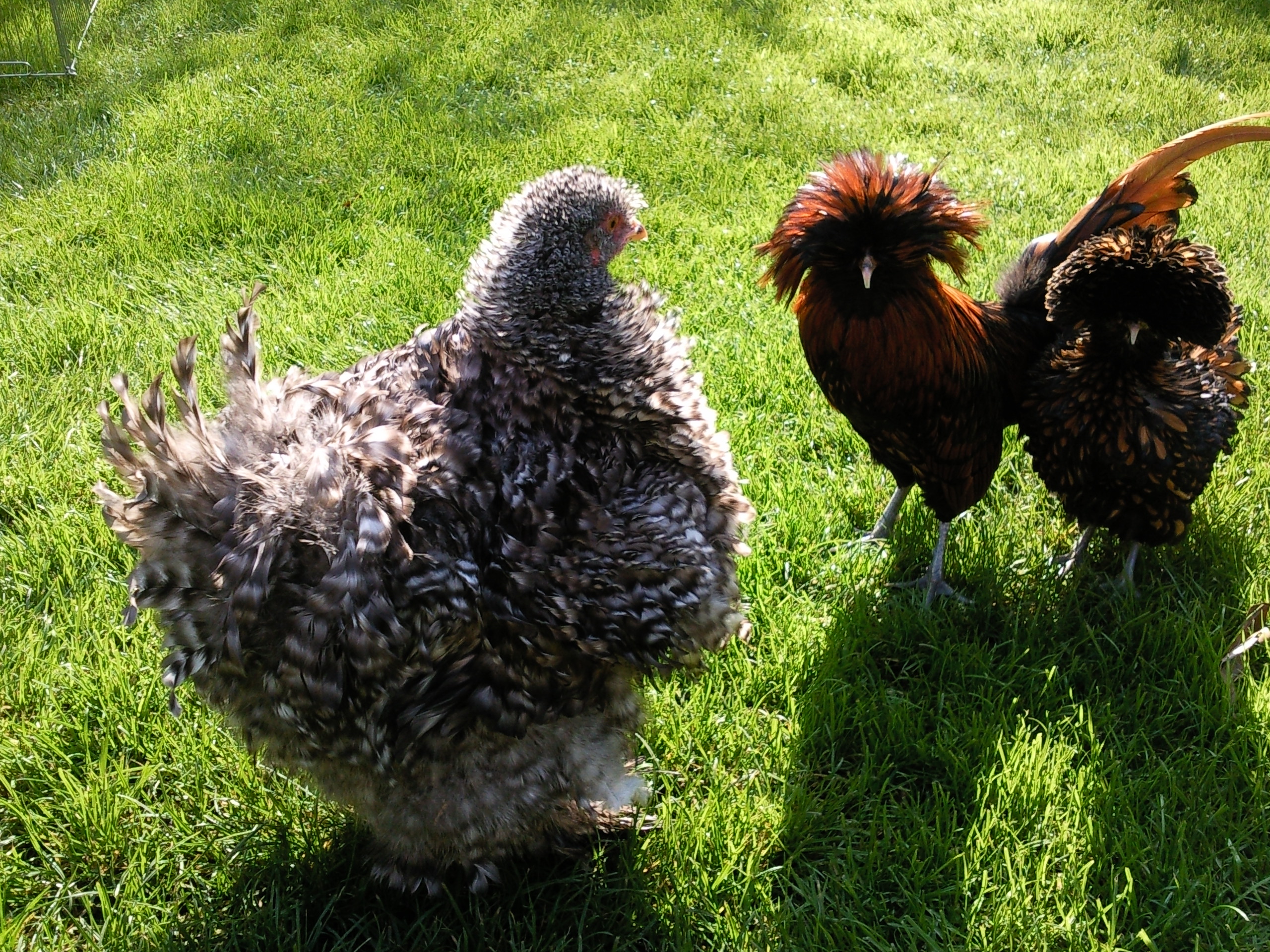 Poule Cochin For Sale | Poules | Informations sur les races | Omlet