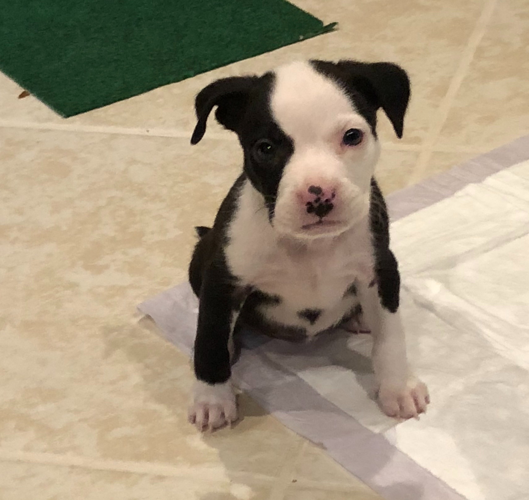 Staffordshire Bull Terrier | Chiens | Informations sur les races | Omlet
