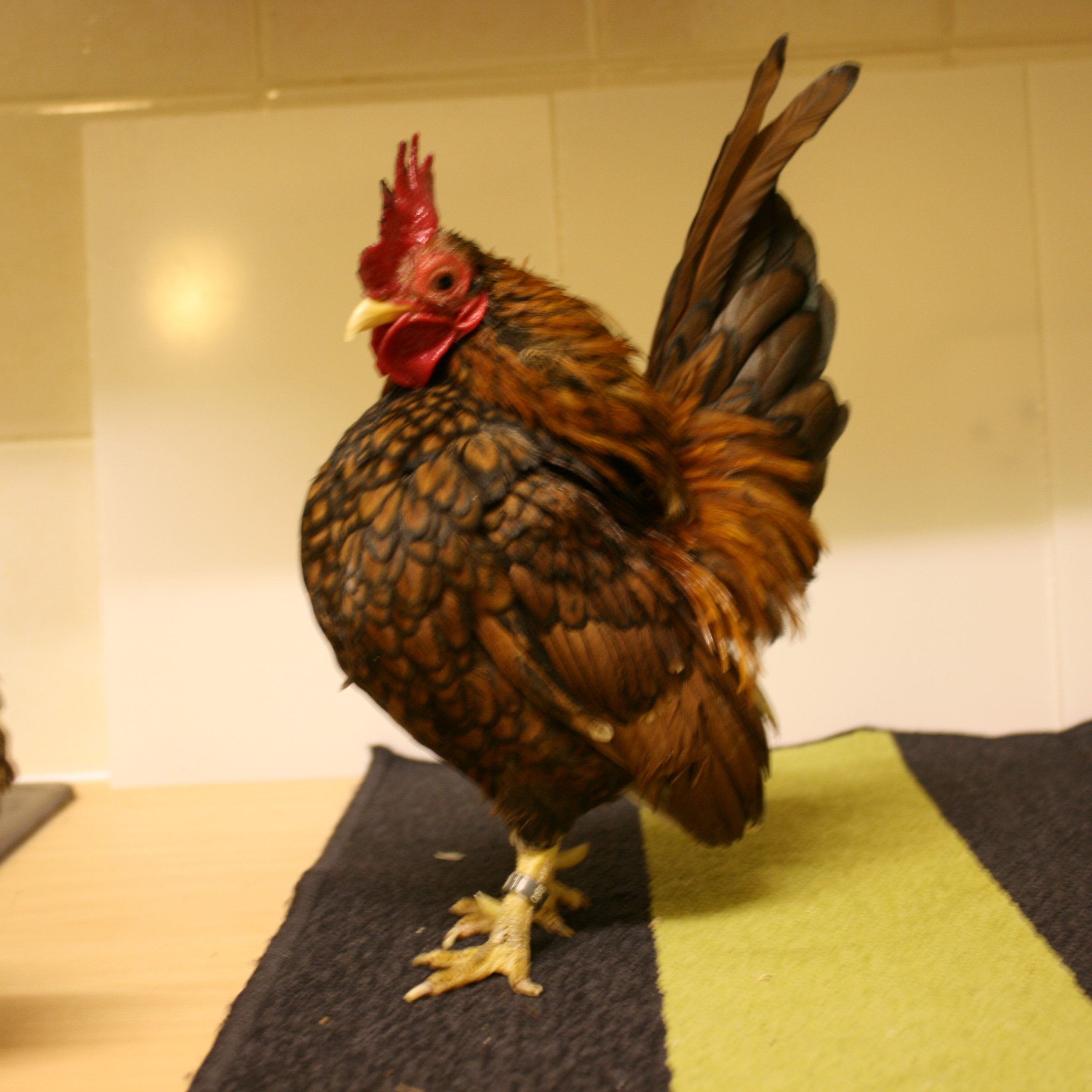 Serama For Sale | Poules | Informations sur les races | Omlet